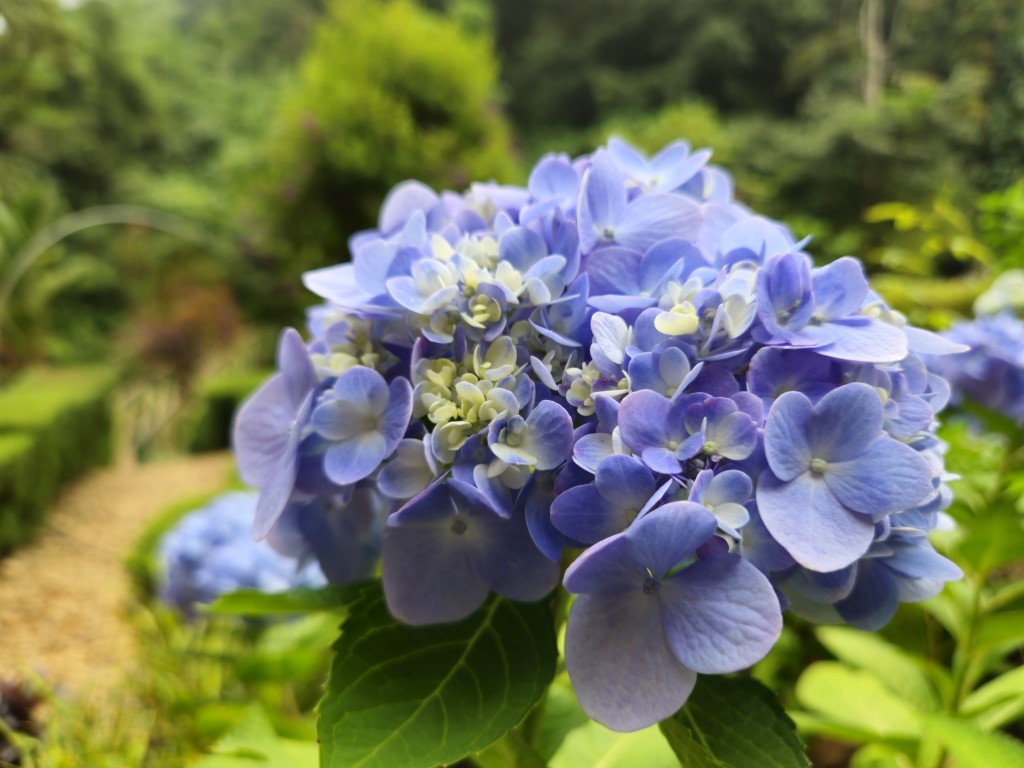 Hydrangea Macrophylla HD Image Gallery | Copyright Free - Trip Unplanned